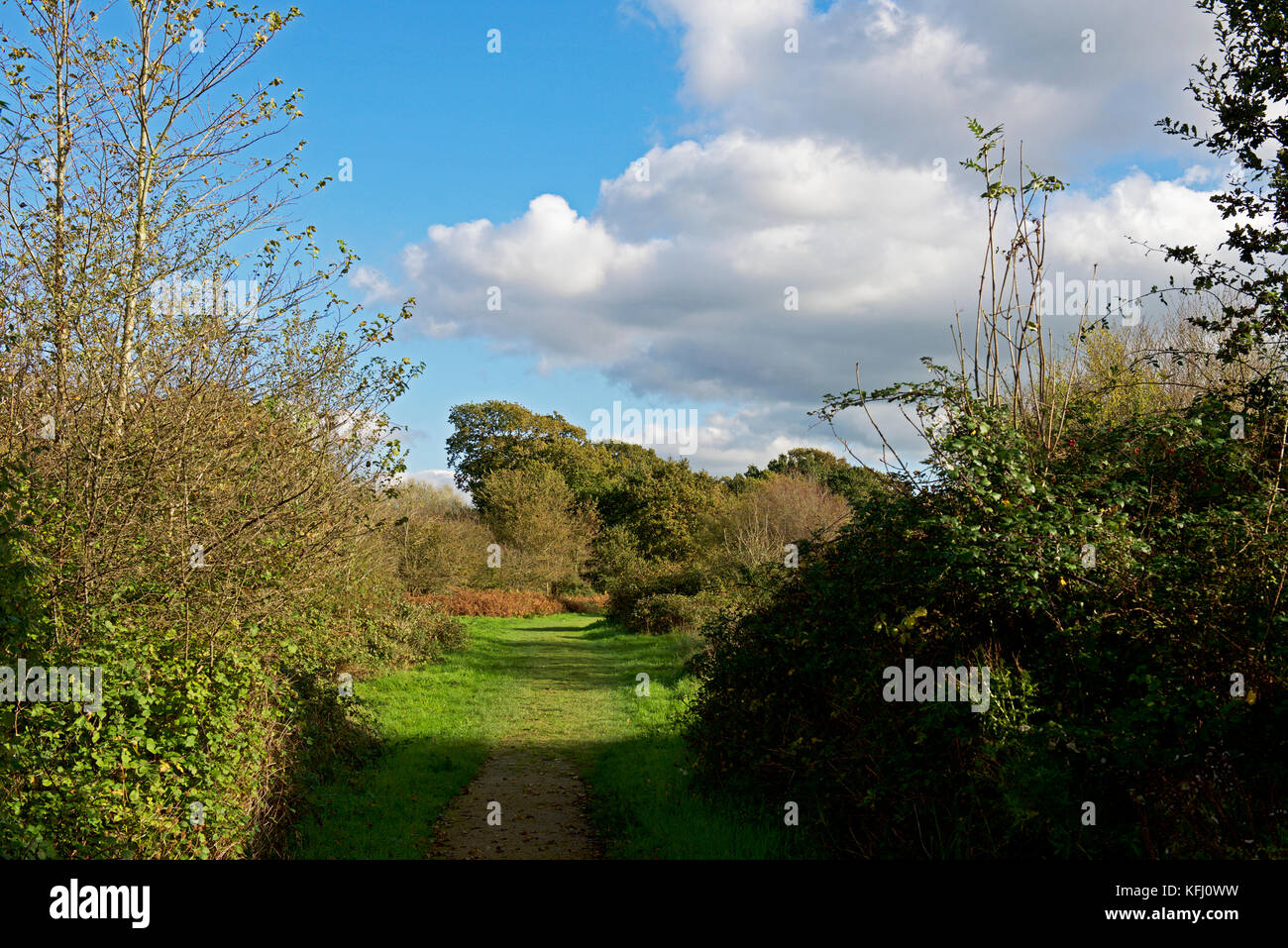 Pulborough Brooks, an RSPB nature reserve, West Sussex, England UK ...