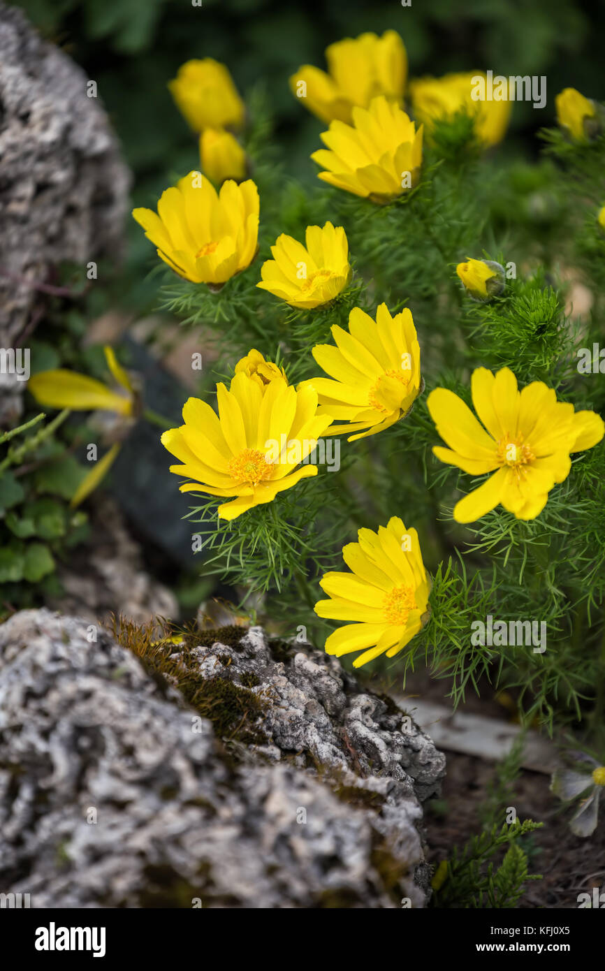 Spring adonis adonis vernalis blooming hi-res stock photography and ...