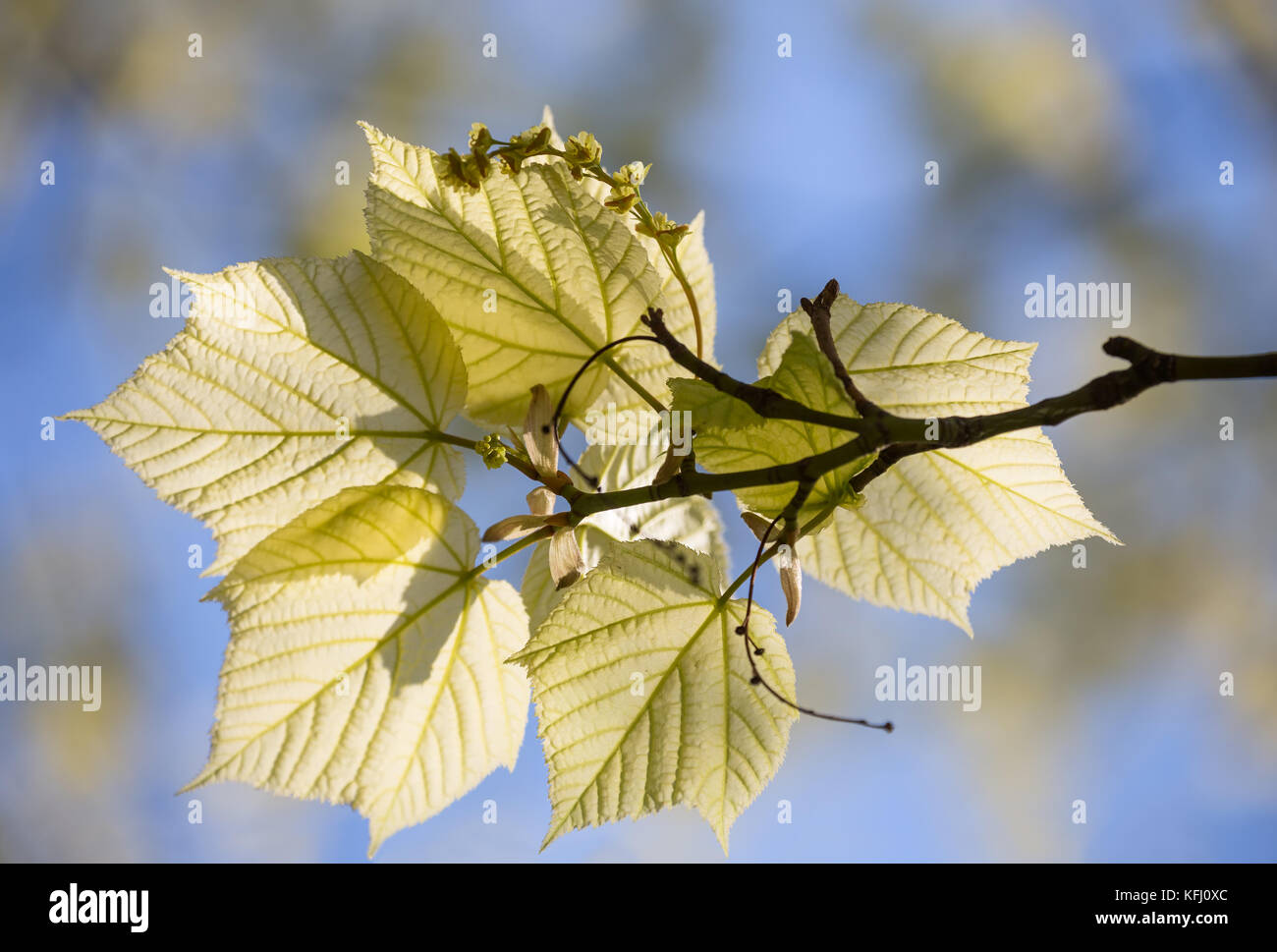 Young leaves and flowers of East Asian stripe maple (Acer tegmentosum ...