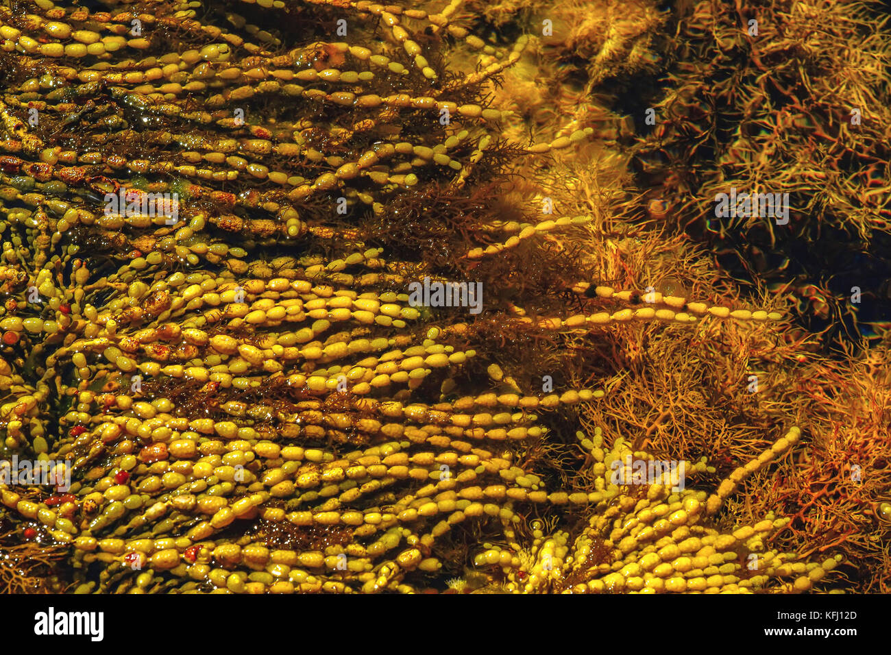 Golden Brown Algae High Resolution Stock Photography and Images - Alamy