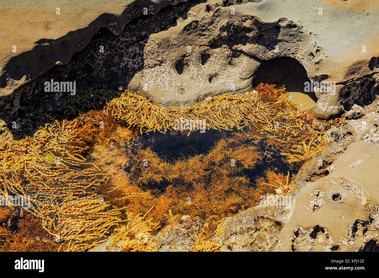 Golden brown algae hi-res stock photography and images - Alamy