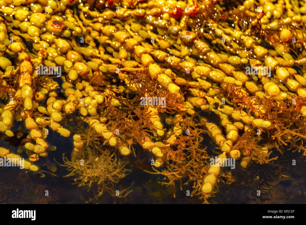 Golden Brown Algae High Resolution Stock Photography and Images - Alamy