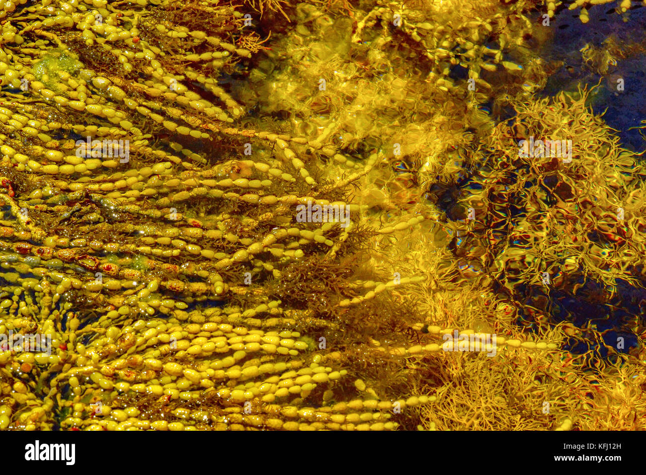 Golden Algae Examples