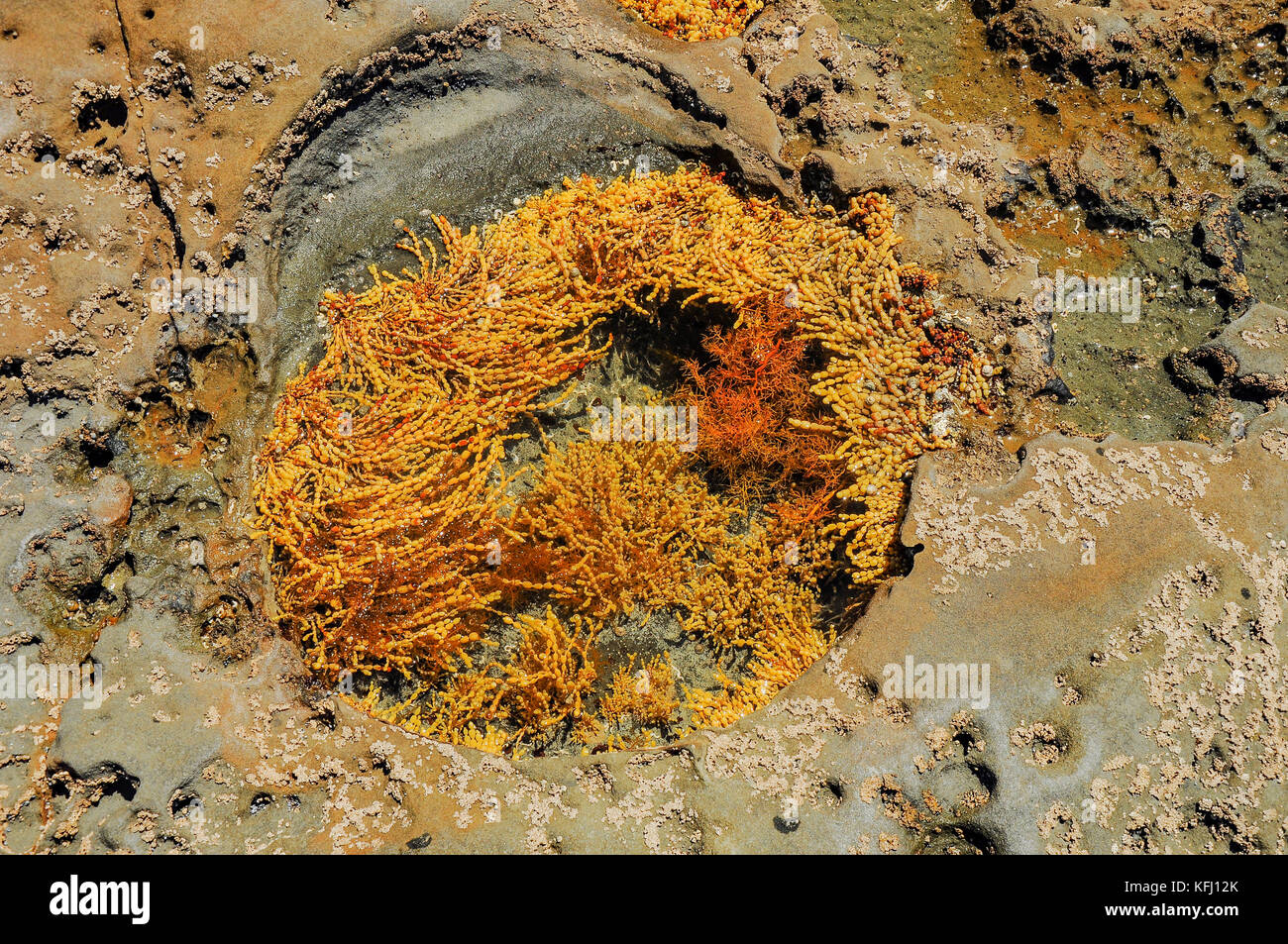 Golden Brown Algae High Resolution Stock Photography and Images - Alamy