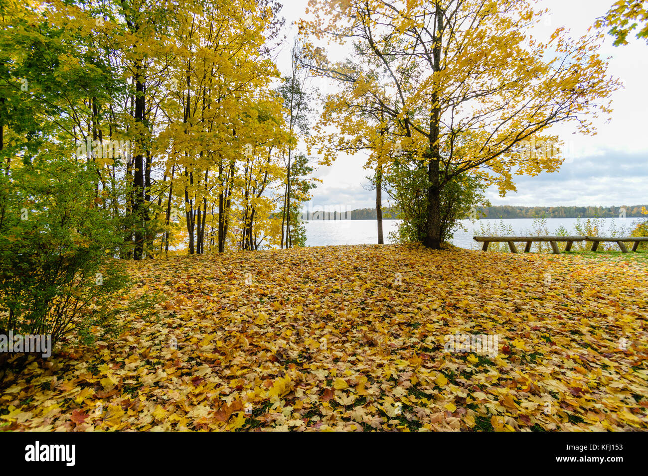 autumn gold colored tree leaves in the park. sunny fall day with sun ...