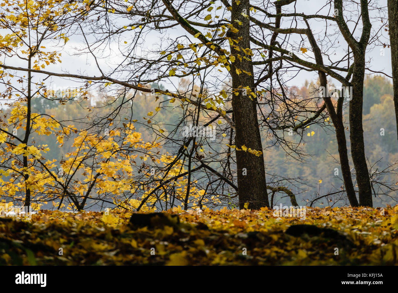 autumn gold colored tree leaves in the park. sunny fall day with sun ...