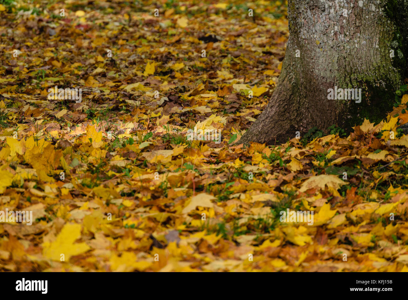 autumn gold colored tree leaves in the park. sunny fall day with sun ...