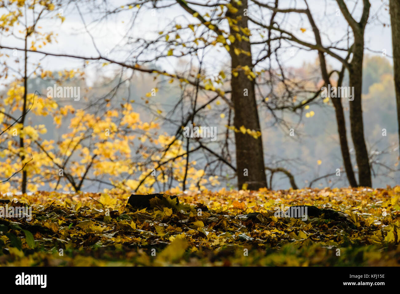 autumn gold colored tree leaves in the park. sunny fall day with sun ...