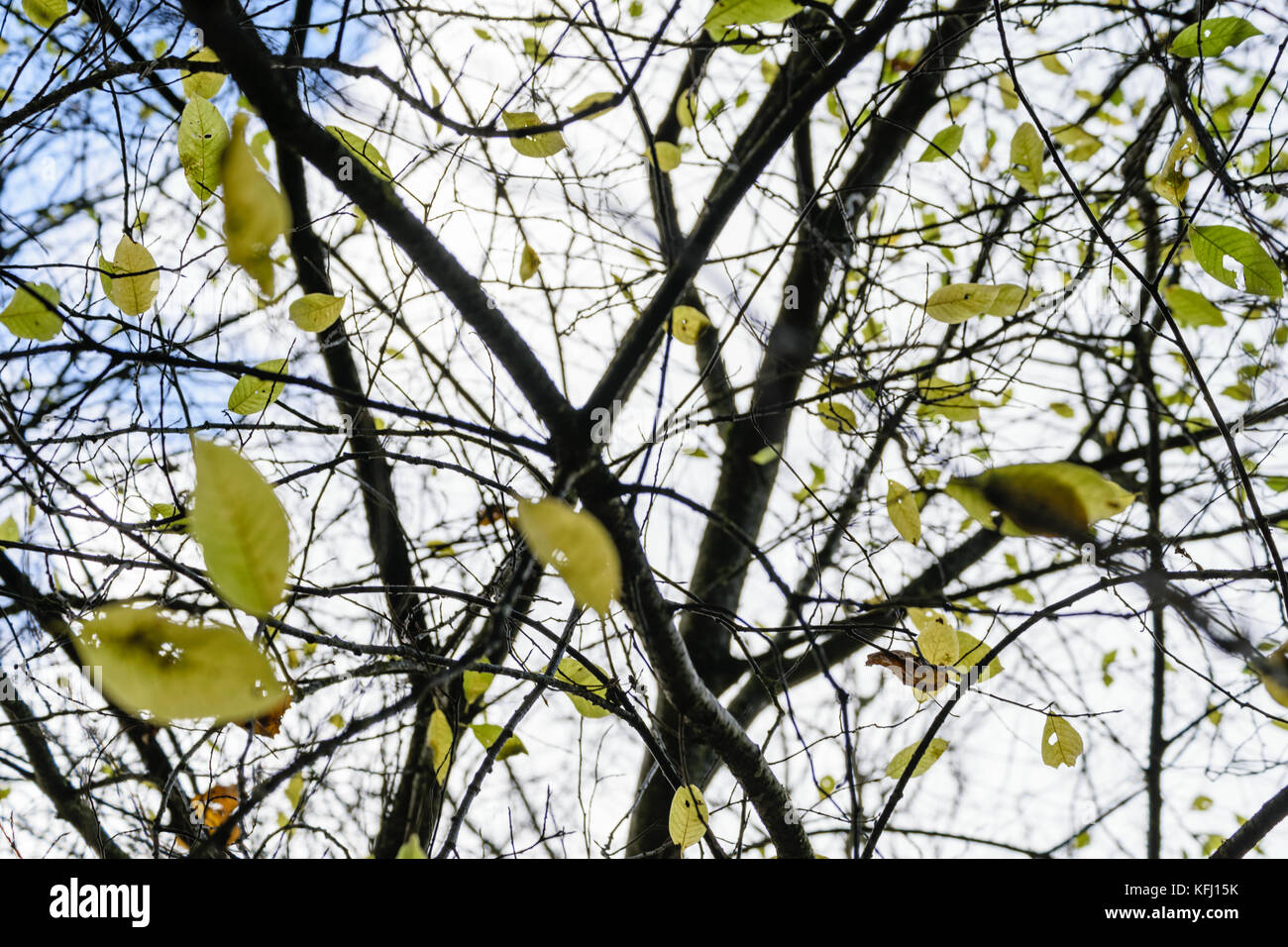 autumn gold colored tree leaves in the park. sunny fall day with sun ...