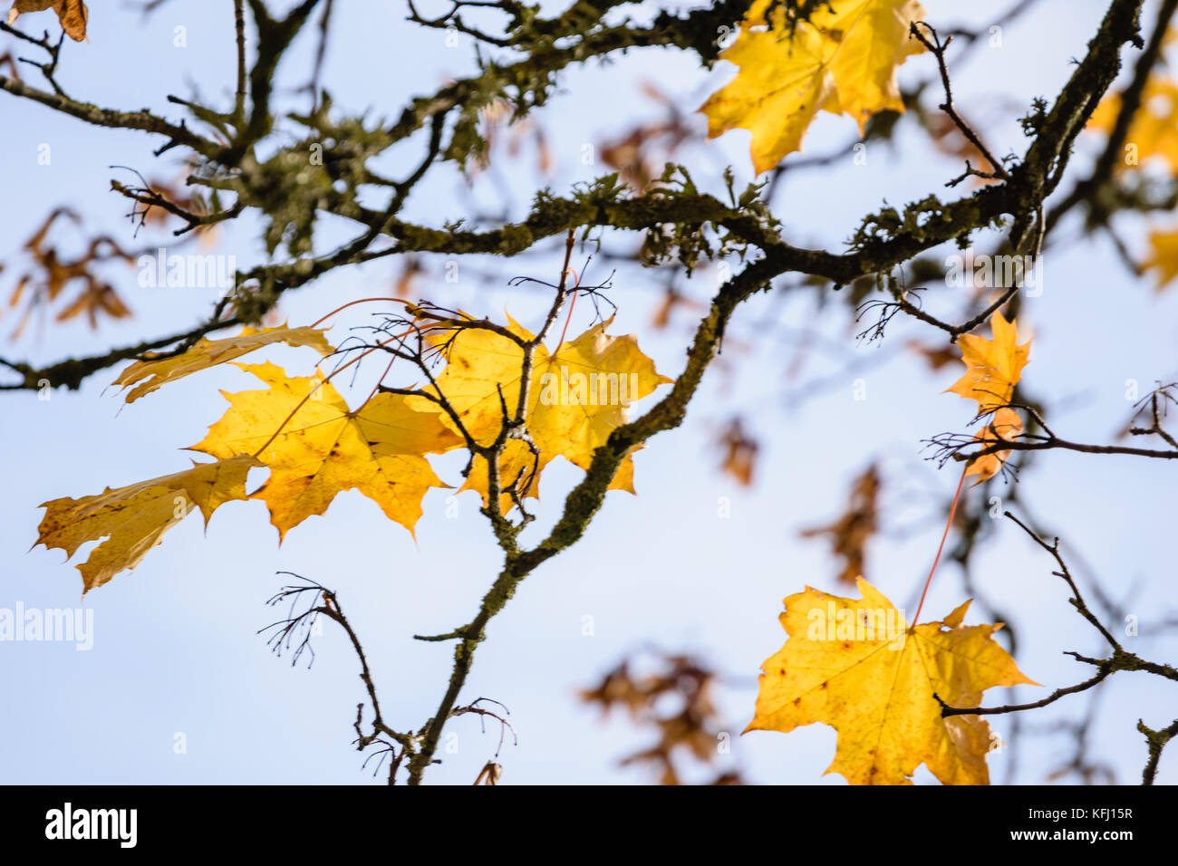 autumn gold colored tree leaves in the park. sunny fall day with sun ...
