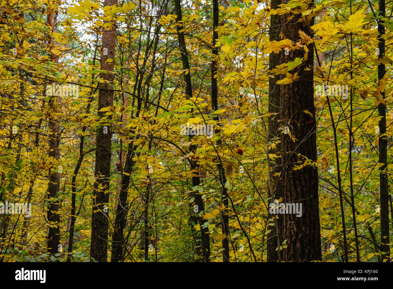 autumn gold colored tree leaves in the park. sunny fall day with sun ...