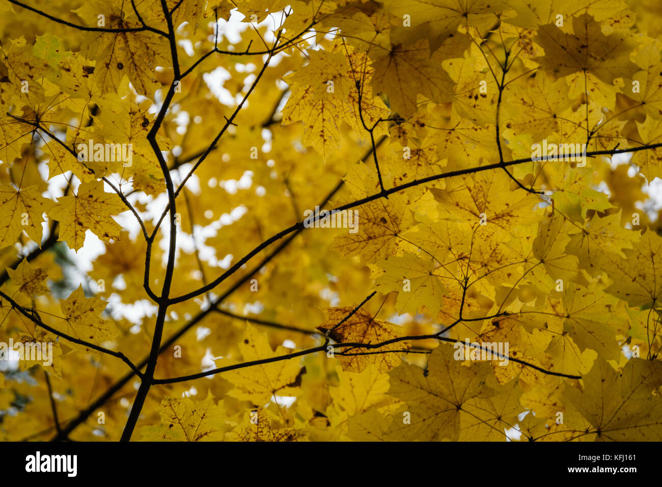 autumn gold colored tree leaves in the park. sunny fall day with sun ...
