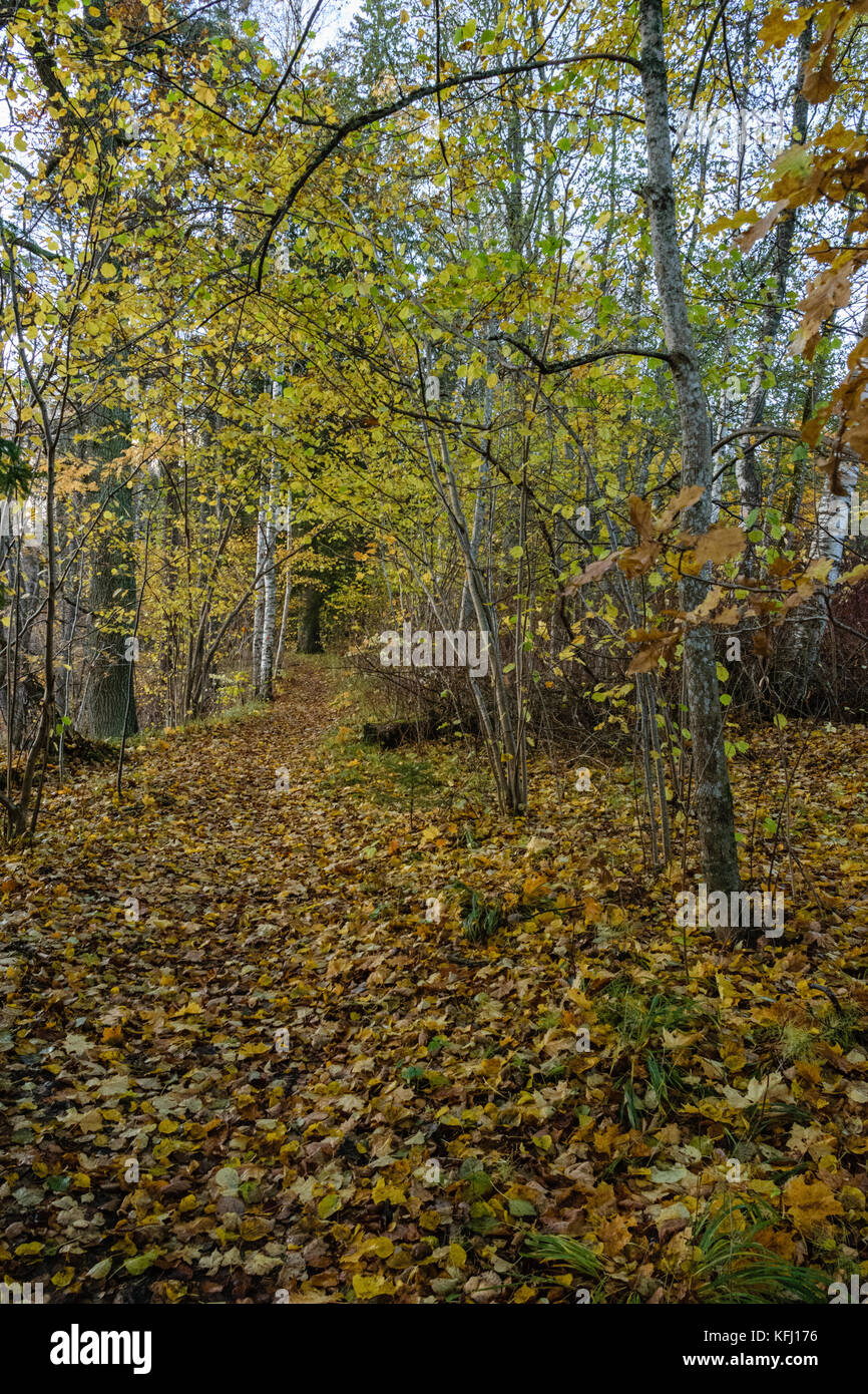 autumn gold colored tree leaves in the park. sunny fall day with sun ...