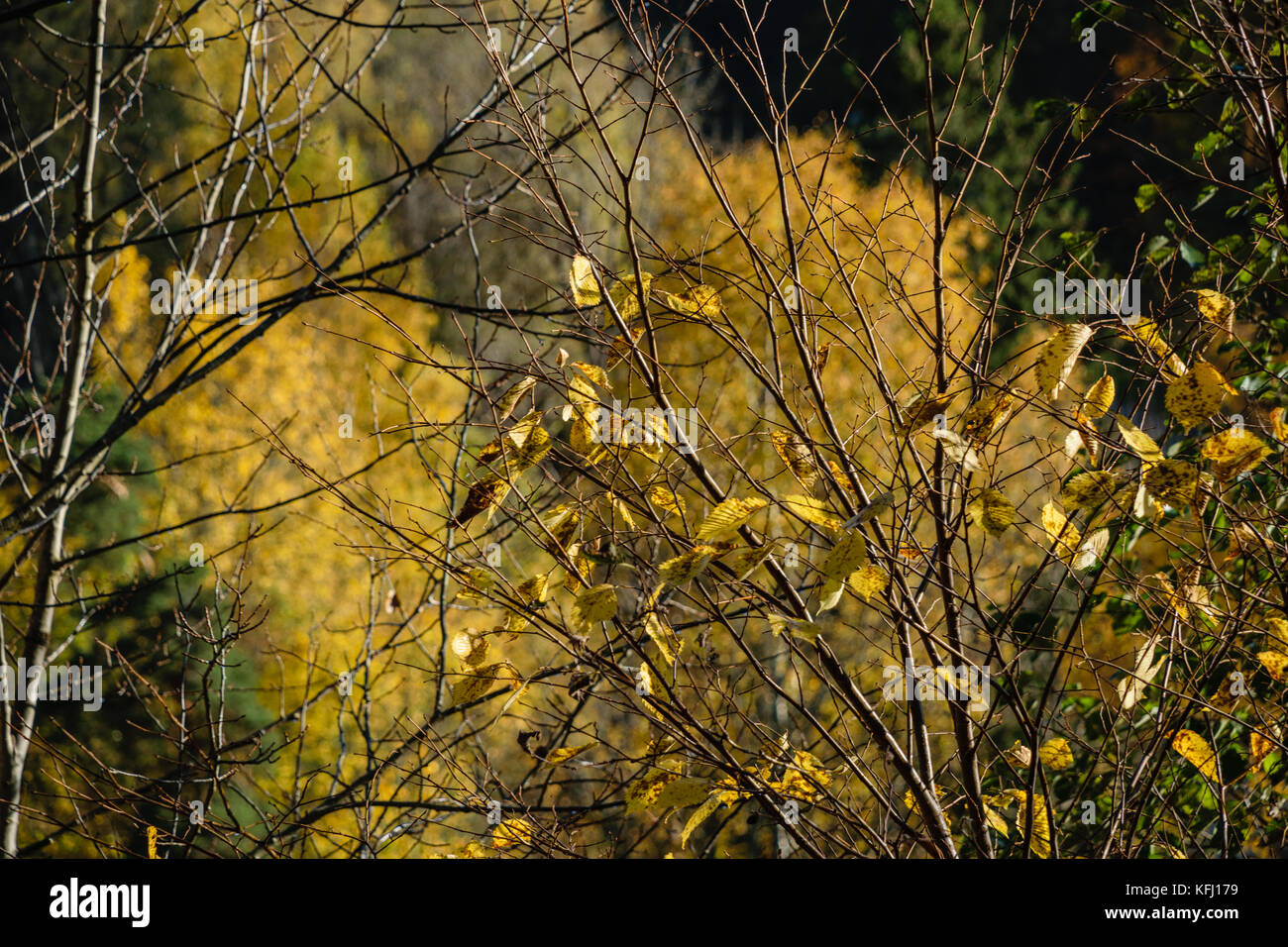 autumn gold colored tree leaves in the park. sunny fall day with sun ...