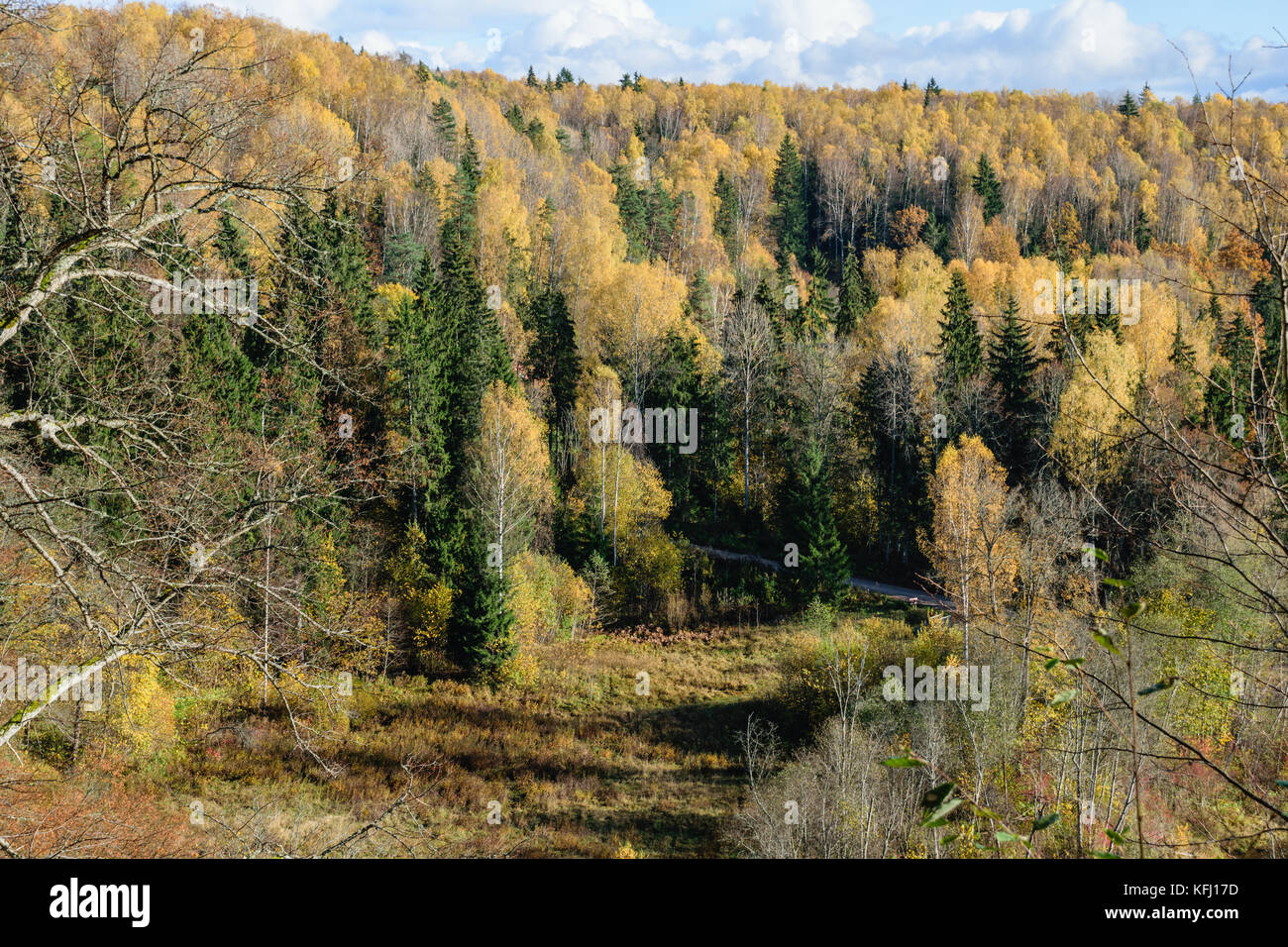 autumn gold colored tree leaves in the park. sunny fall day with sun ...