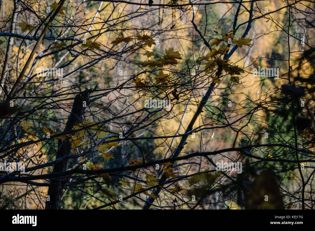 autumn gold colored tree leaves in the park. sunny fall day with sun ...