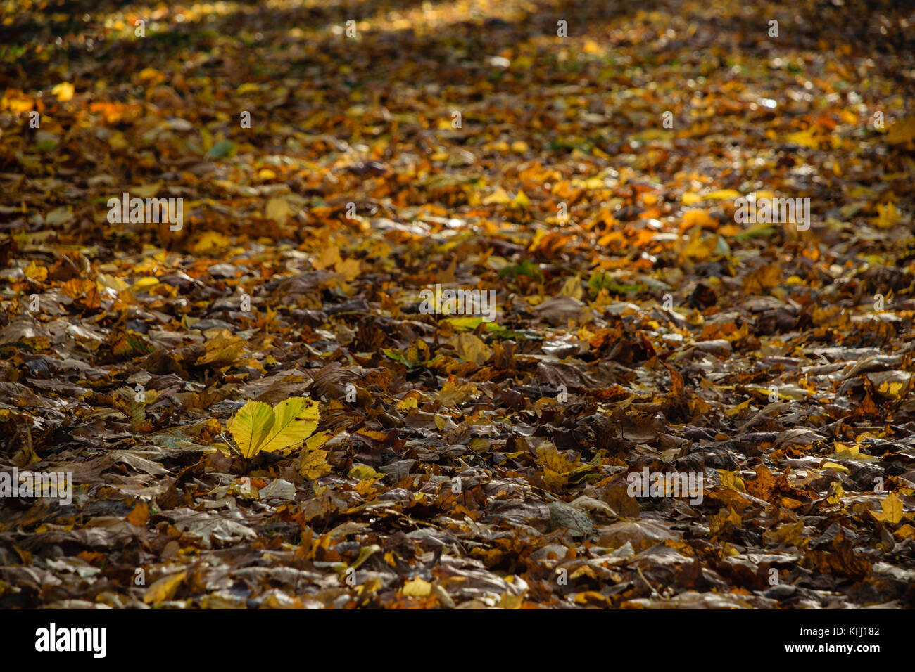 autumn gold colored tree leaves in the park. sunny fall day with sun ...