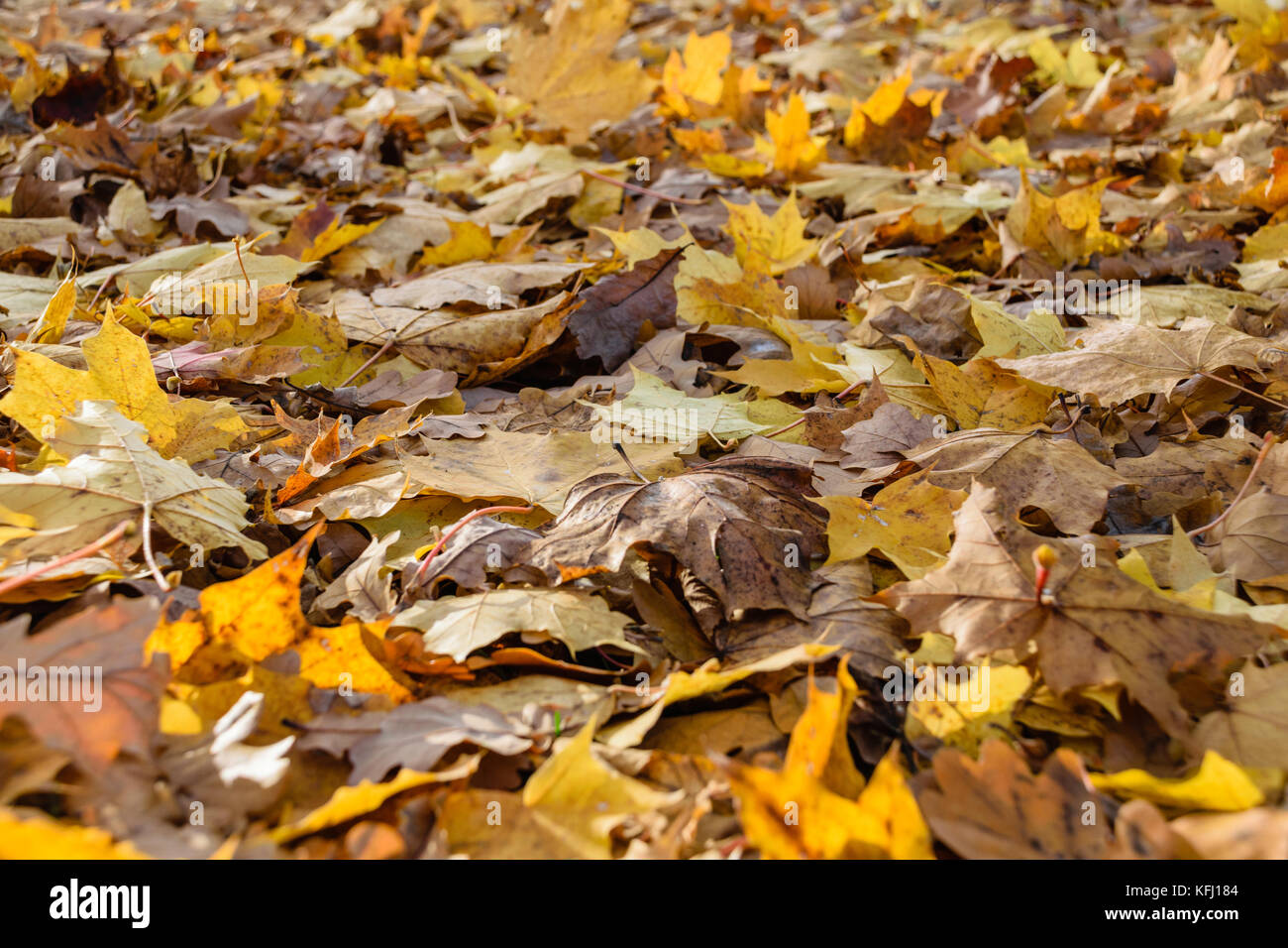 autumn gold colored tree leaves in the park. sunny fall day with sun ...