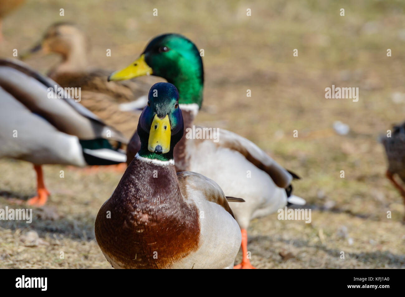 Flock of Ducks in sunny summer day. close up swimming in pond Stock ...