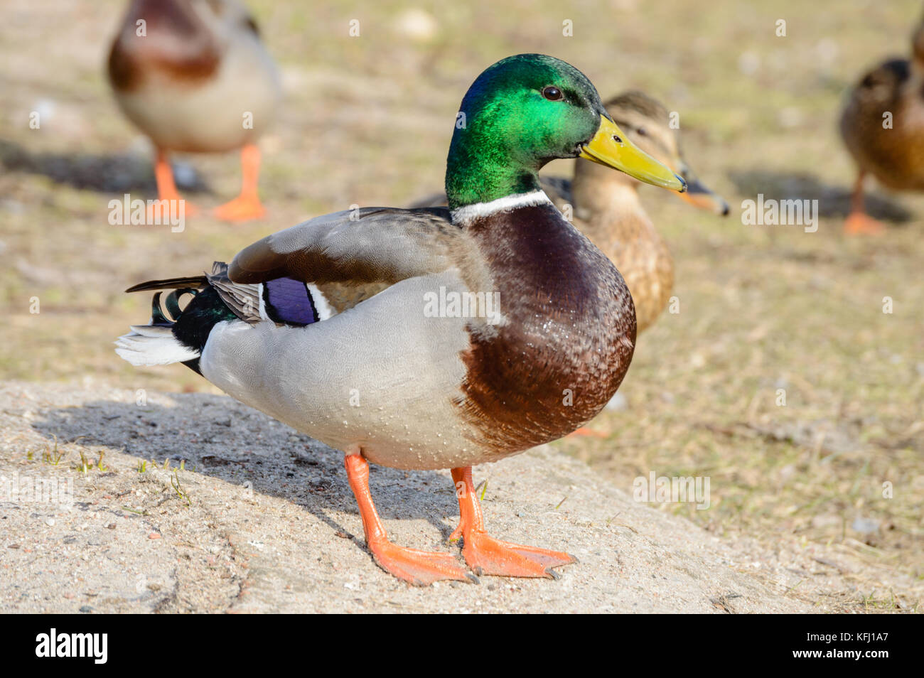 Flock of Ducks in sunny summer day. close up swimming in pond Stock ...