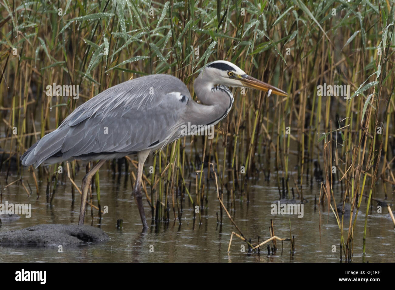 Grey Heron feeding on Lough Neagh in Northern Ireland.Herons are large ...