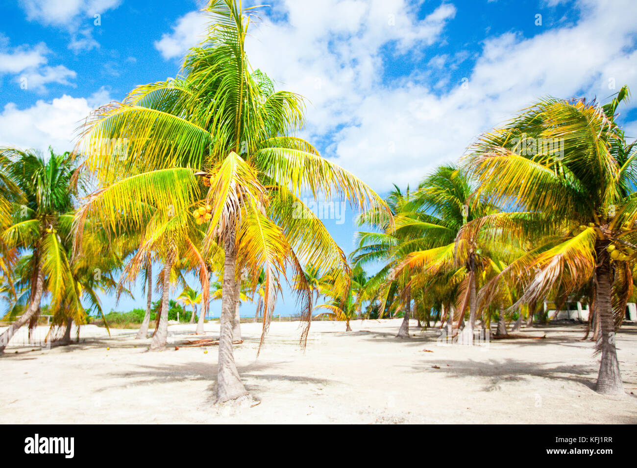 Palm trees on white sand beach. Playa Sirena. Cayo Largo Stock Photo ...