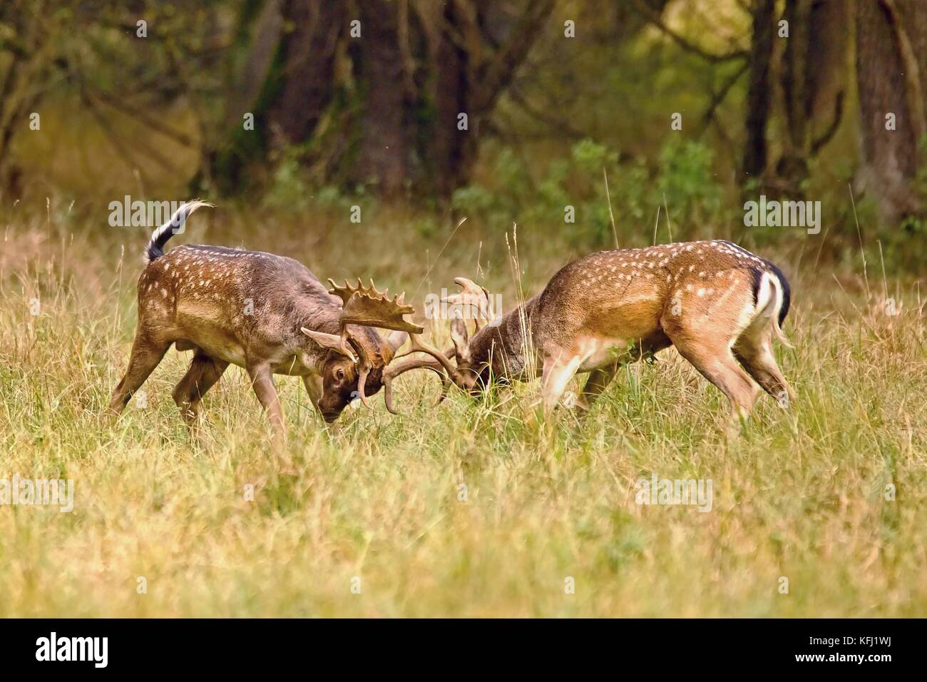 Fallow deer fighting in Autumn Meadow. (Dama Dama Stock Photo - Alamy