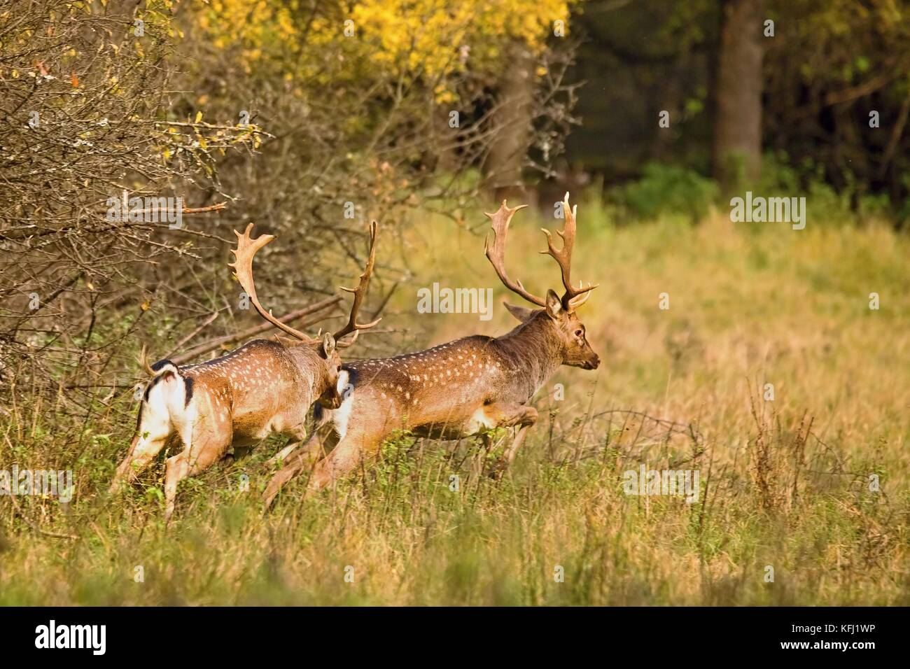 Fallow deer fighting in Autumn Meadow. (Dama Dama Stock Photo - Alamy