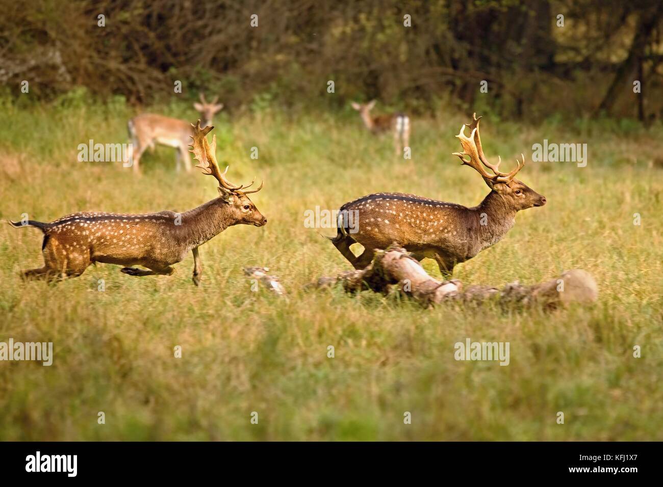 Fallow deer fighting in Autumn Meadow. (Dama Dama Stock Photo - Alamy