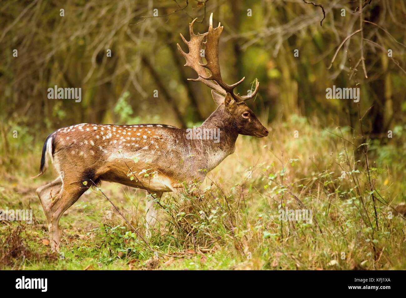 Beautiful fallow deer male (dama dama) in autumn forest Stock Photo - Alamy