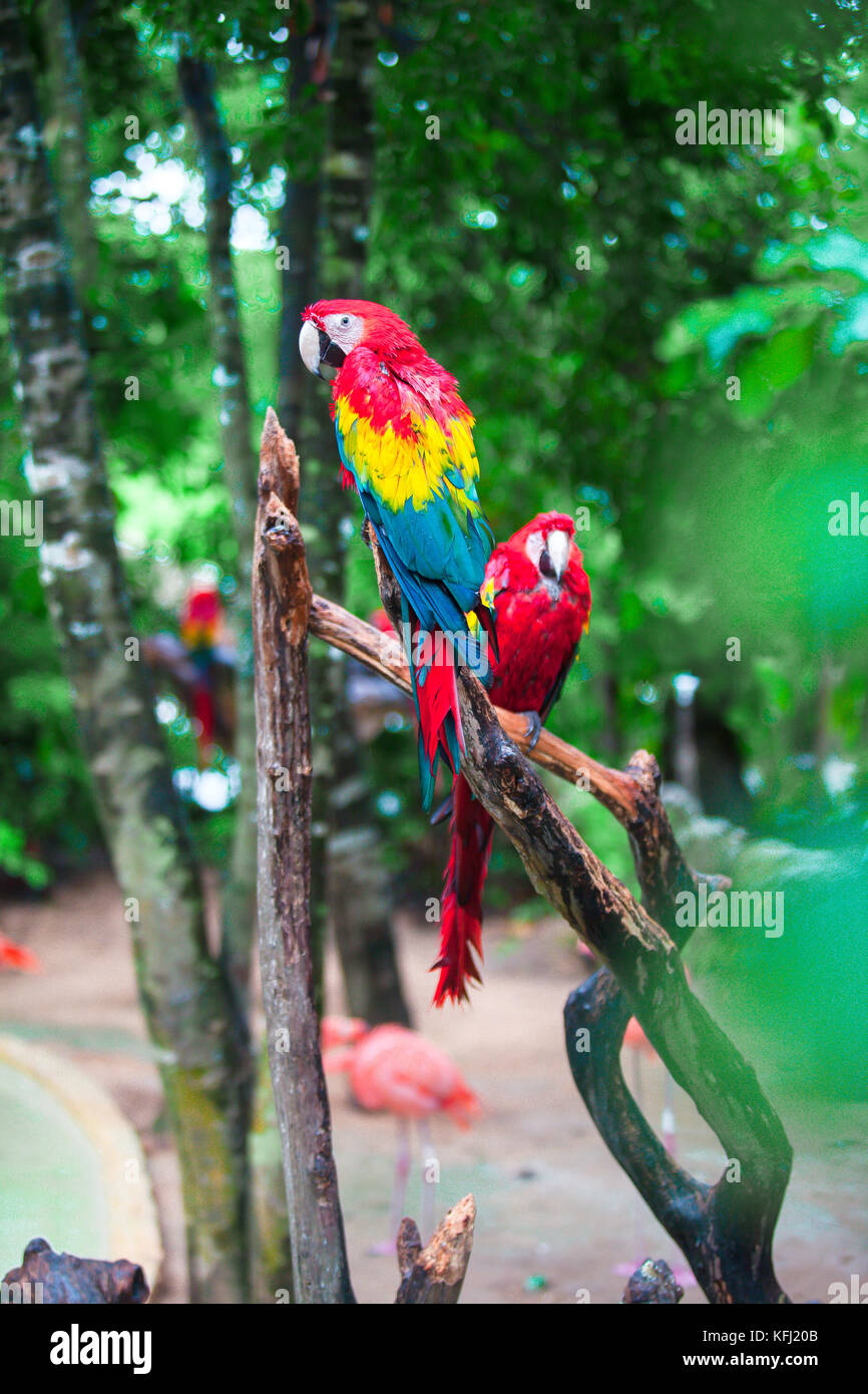Closeup colorful bright parrot on white sandy beach at tropical island ...