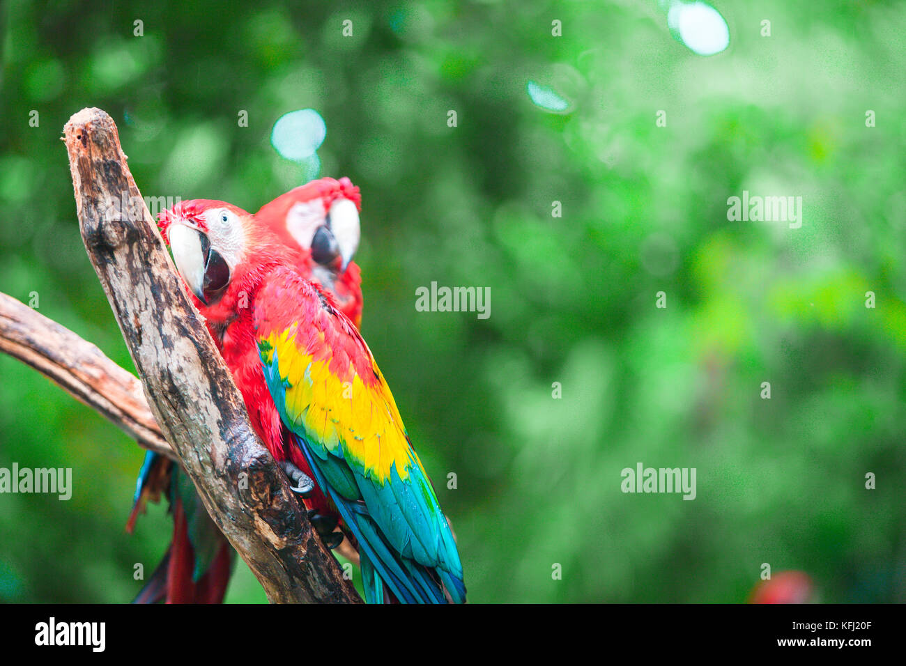 Closeup colorful bright parrot on white sandy beach at tropical island ...