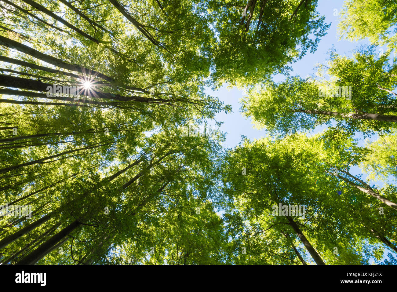 View sun beams through trees hi-res stock photography and images - Alamy