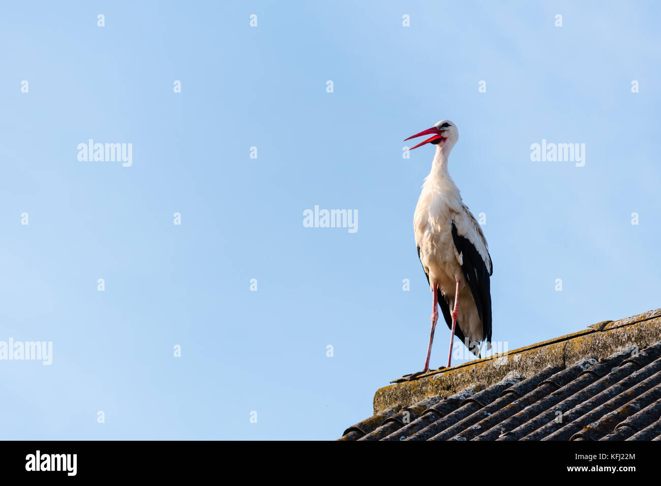 Beautiful stork sitting on the roof of the house and looking around ...