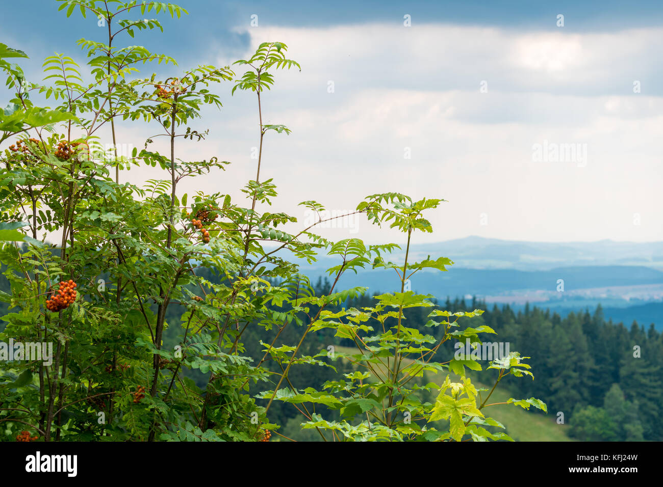 Rowan or mountain-ash. Lowland on background with forest, trees and ...