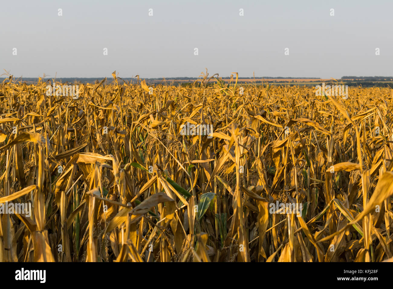 Ripe corn field hi-res stock photography and images - Alamy