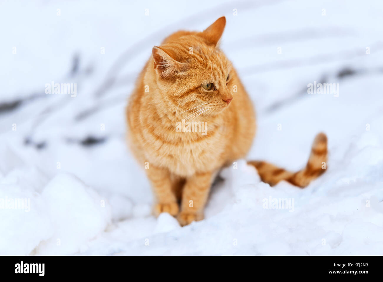 In winter stray cat hi-res stock photography and images - Alamy