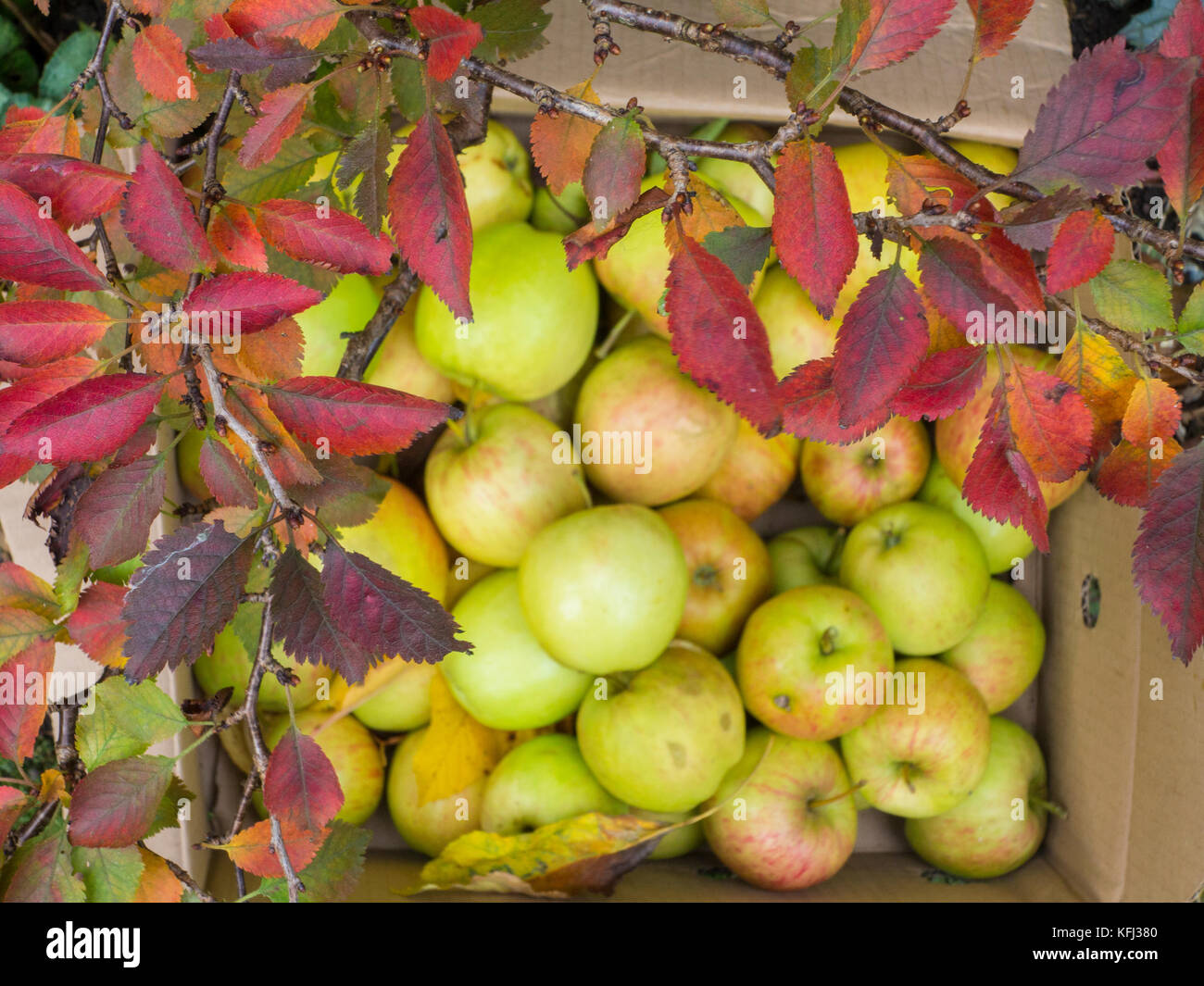 Apples, picked from a tree in autumn and collected in a cardboard box ...