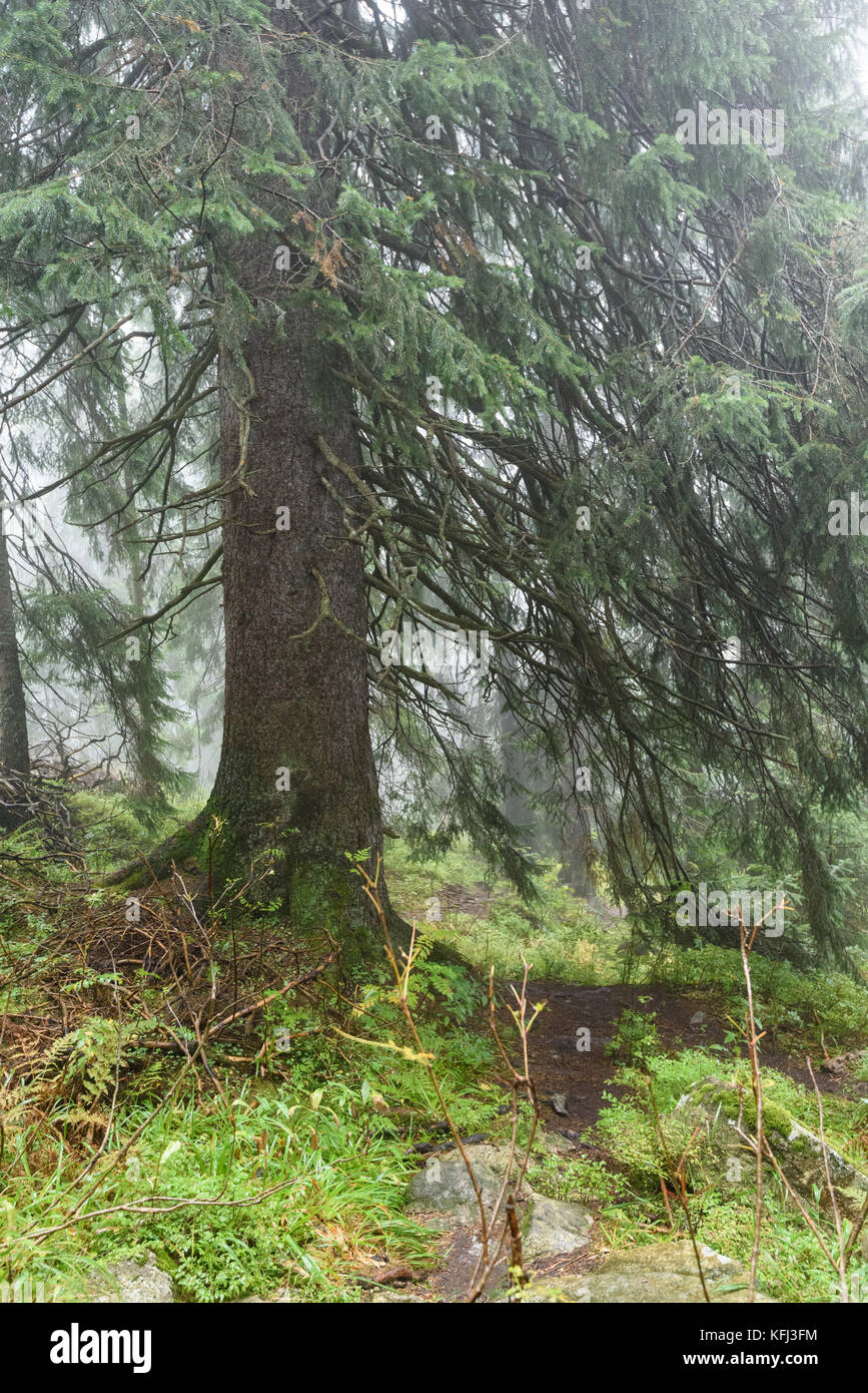 Misty wet morning in the woods. forest with trunks and tourist trails ...