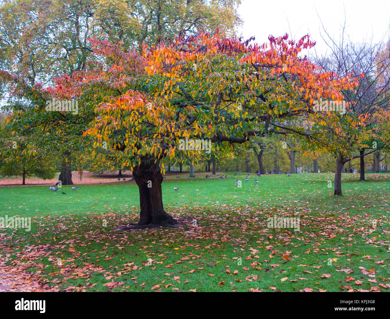 Bright colours on an autumnal cherry tree in London Stock Photo - Alamy