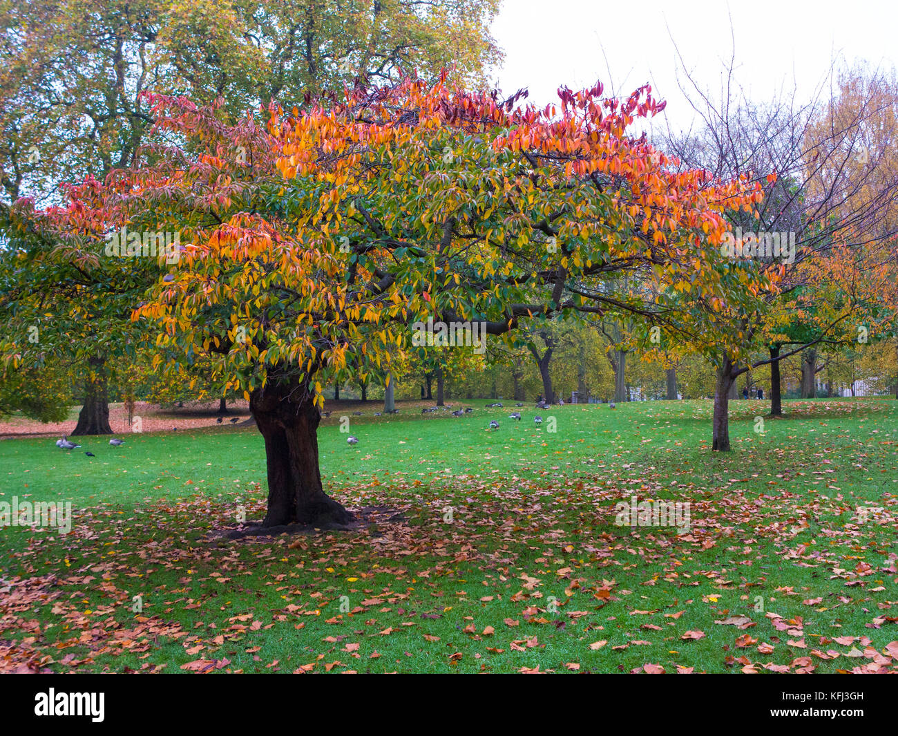 Bright colours on an autumnal cherry tree in London Stock Photo - Alamy