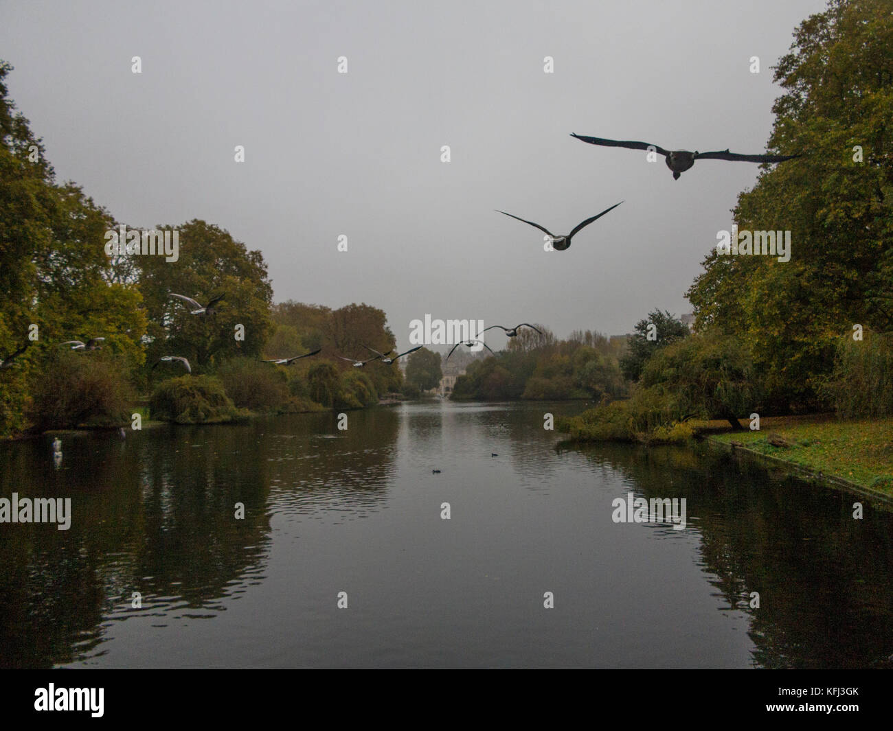 A gaggle of Geese flies over the lake in St James Park in V formation ...