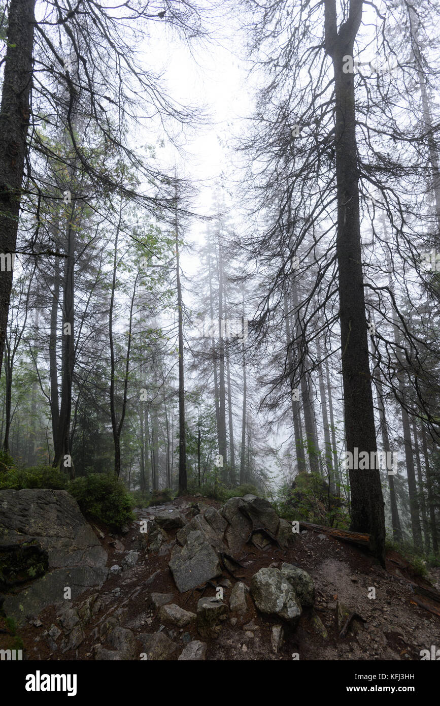 Misty wet morning in the woods. forest with tree trunks and tourist ...
