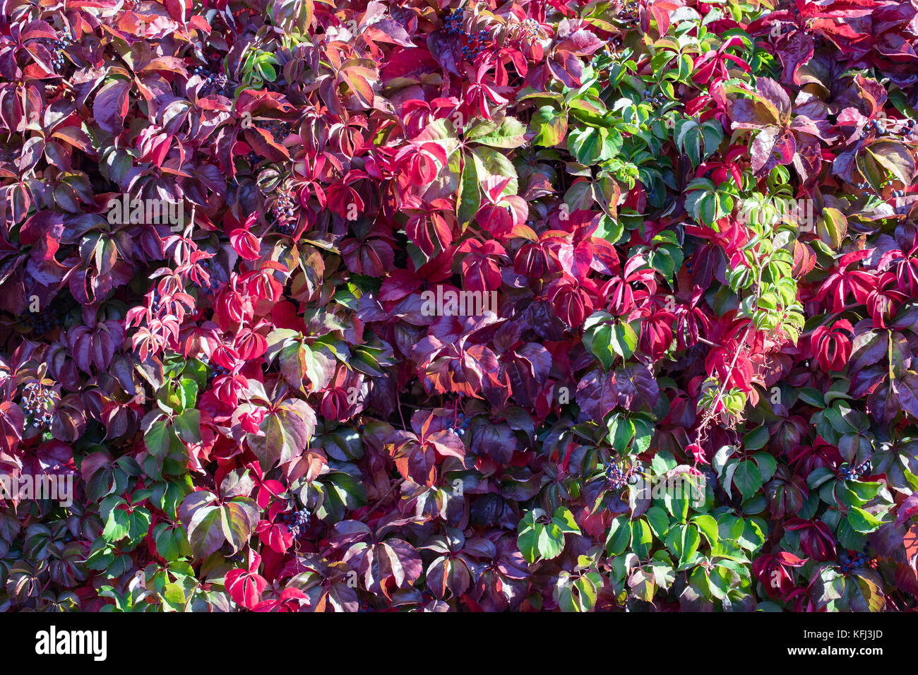 Colorful ivy hi-res stock photography and images - Alamy
