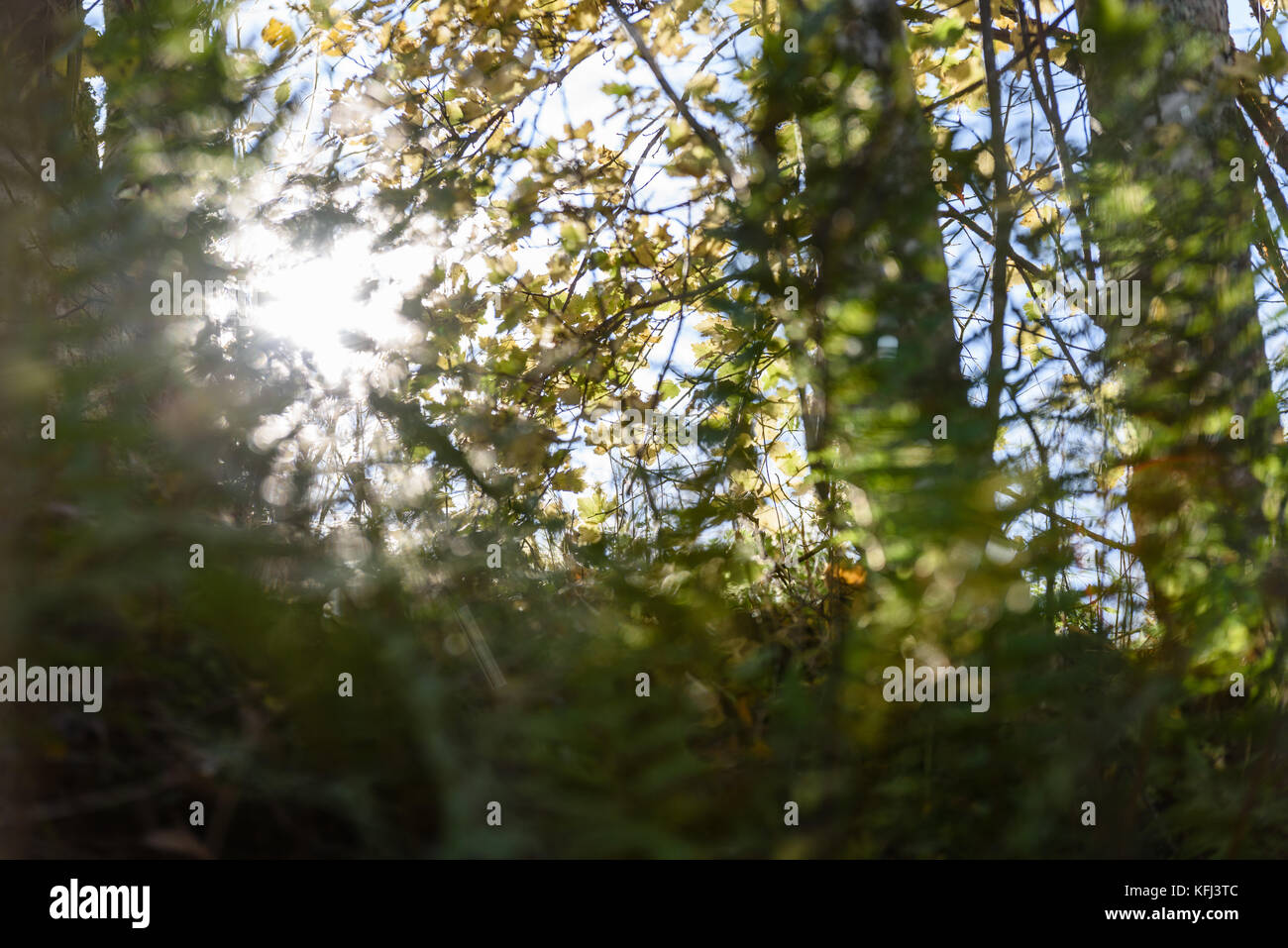 sunny morning in the woods. forest with tree trunks, sun and rays of ...
