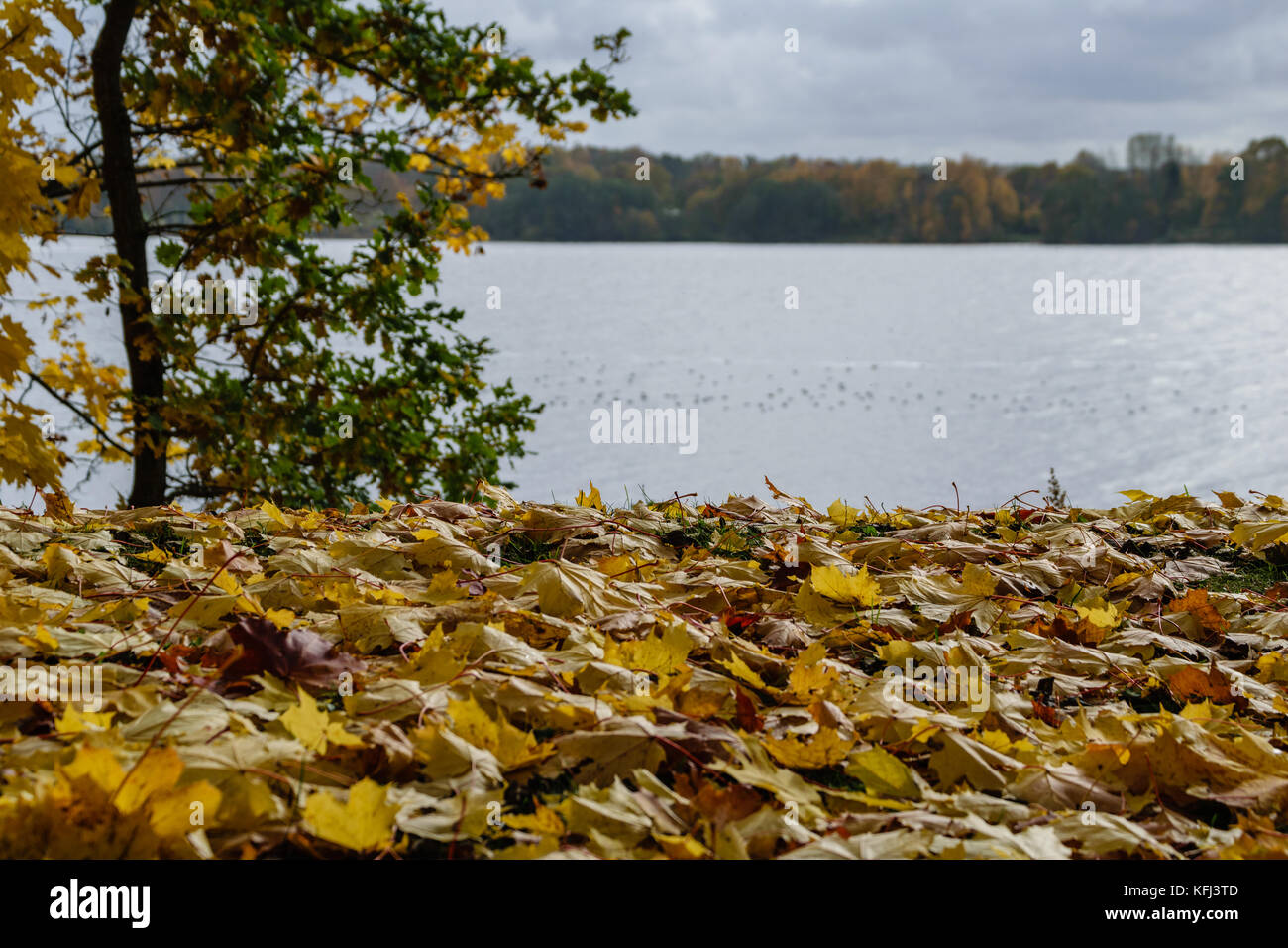 sunny autumn morning in the woods. forest with tree trunks, sun and ...