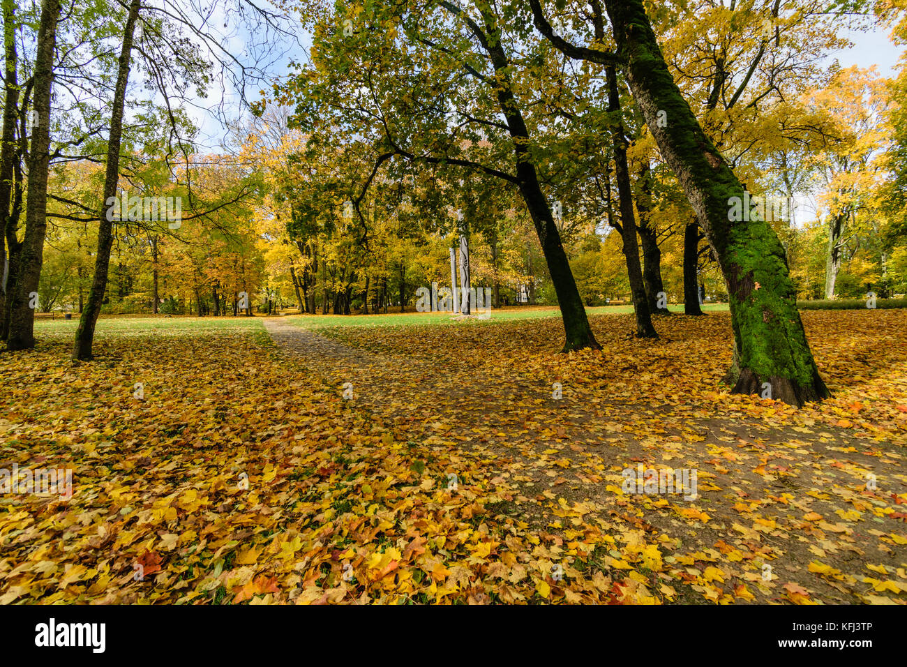 sunny autumn morning in the woods. forest with tree trunks, sun and ...