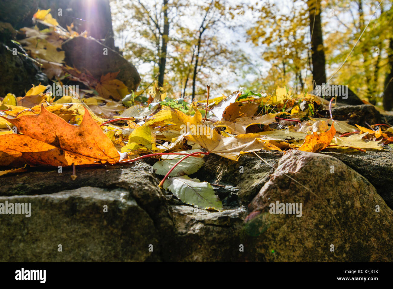 sunny autumn morning in the woods. forest with tree trunks, sun and ...