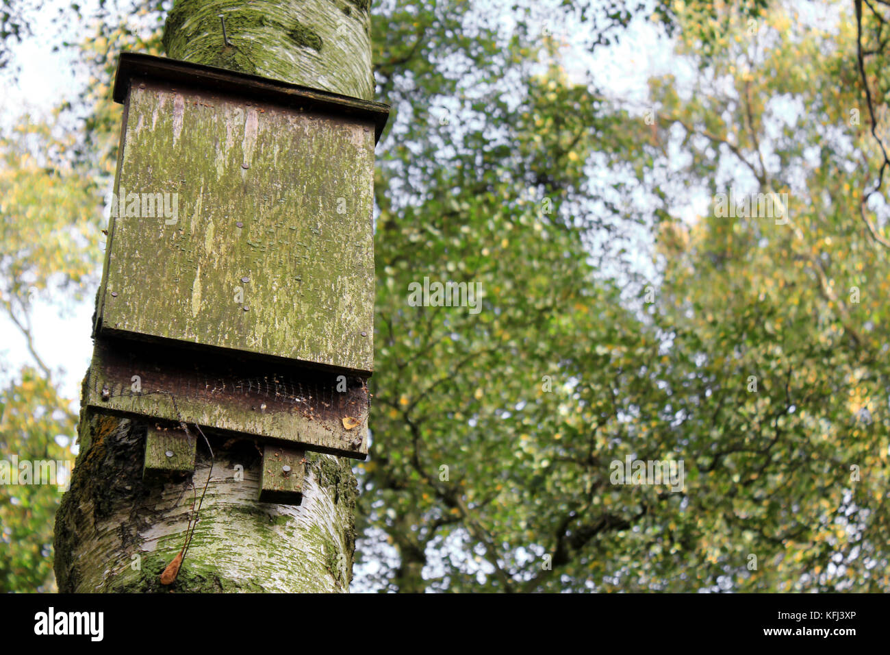 Bat boxes hi-res stock photography and images - Alamy