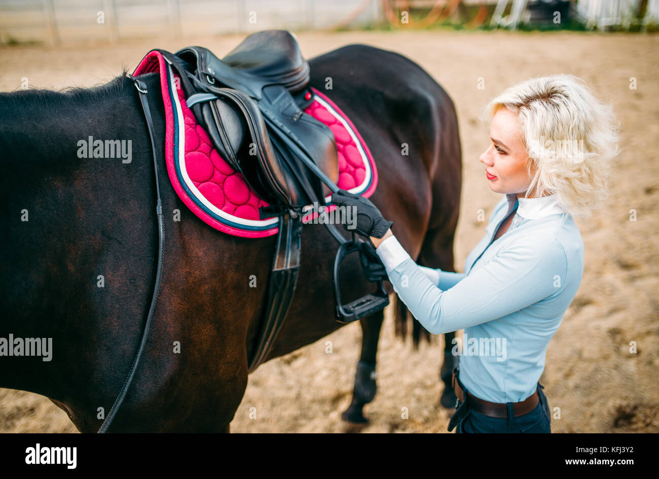 Female rider preparing a horse saddle, horseback riding. Equestrian ...